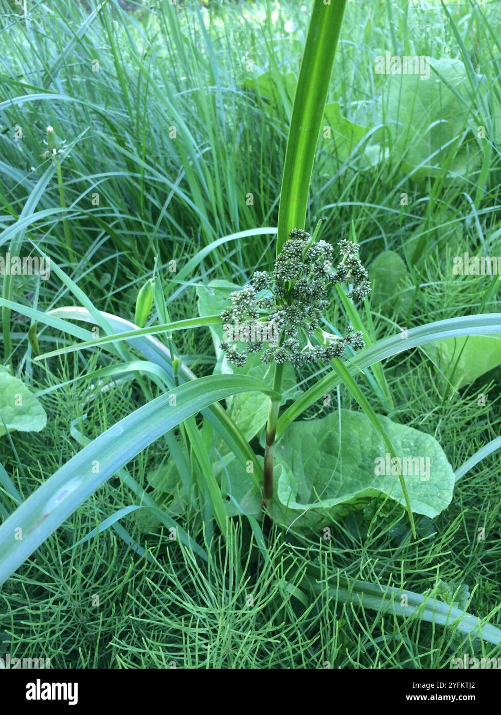 Panicled Bulrush (Scirpus microcarpus Stock Photo - Alamy