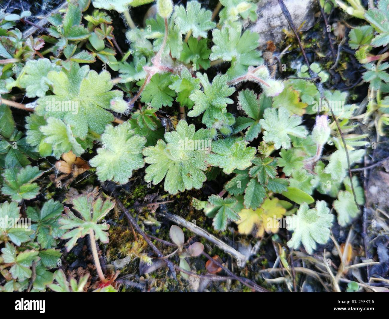Round-leaved Crane's-bill (Geranium rotundifolium Stock Photo - Alamy