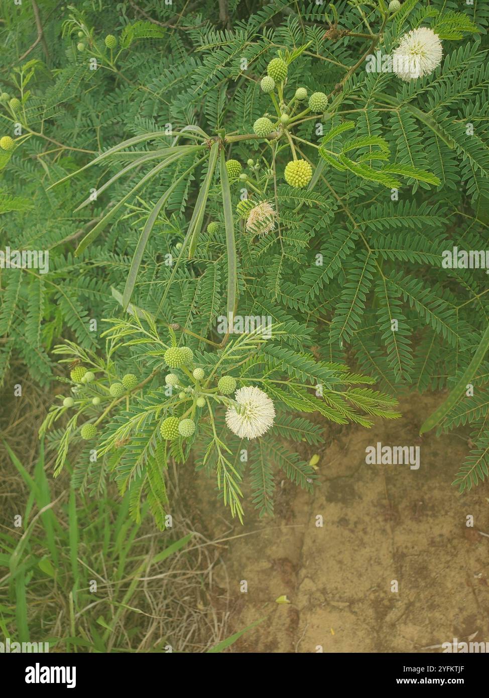 White leadtree (Leucaena leucocephala Stock Photo - Alamy