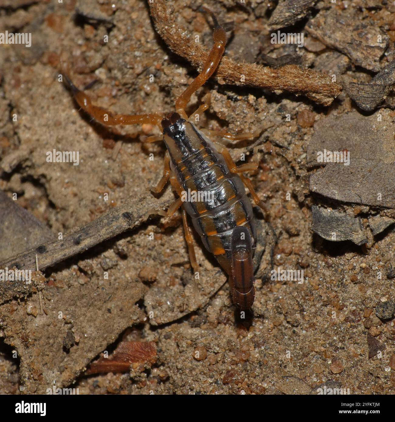 Tree Scorpions (Uroplectes Stock Photo - Alamy
