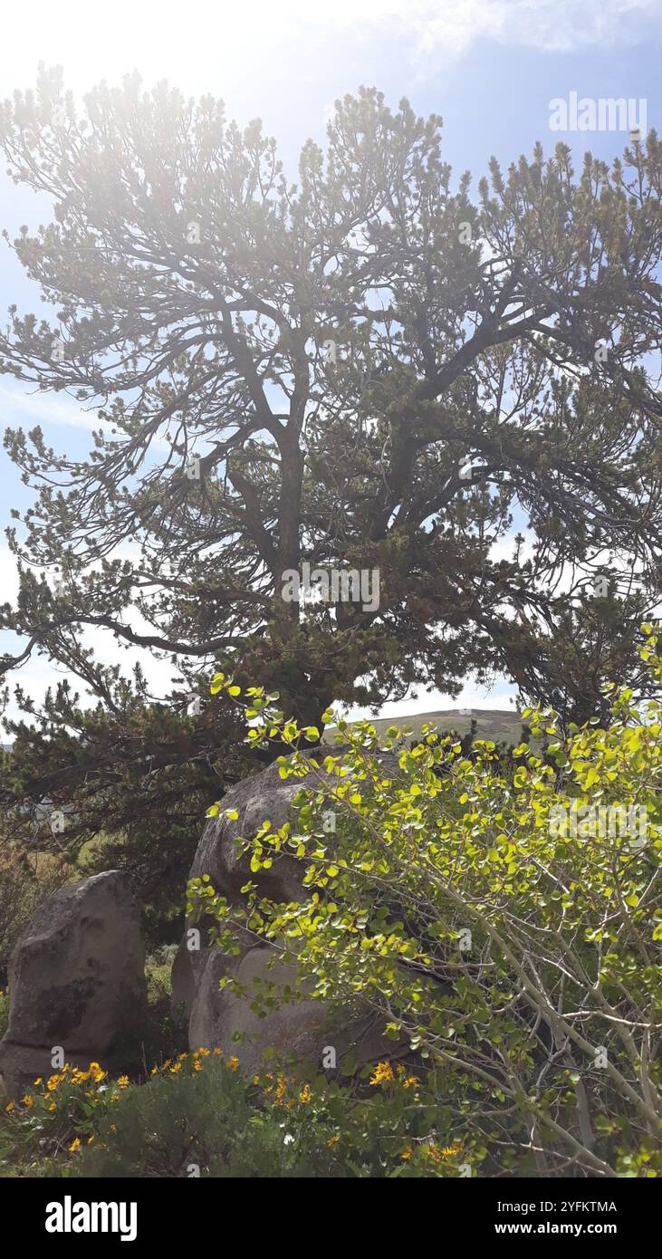 limber pine (Pinus flexilis Stock Photo - Alamy