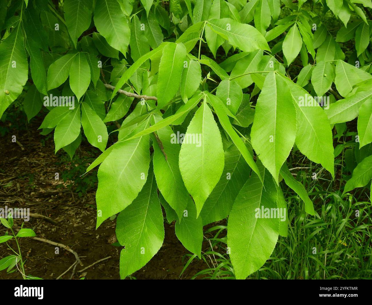 Shellbark Hickory (Carya laciniosa Stock Photo - Alamy