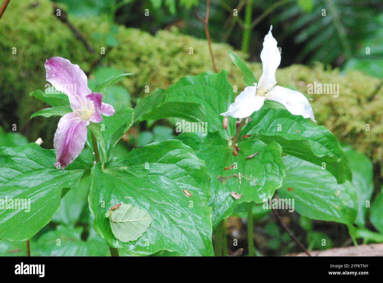 Pacific trillium (Trillium ovatum Stock Photo - Alamy