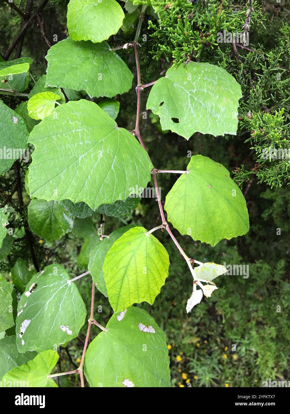 Vitis mustangensis hi-res stock photography and images - Alamy