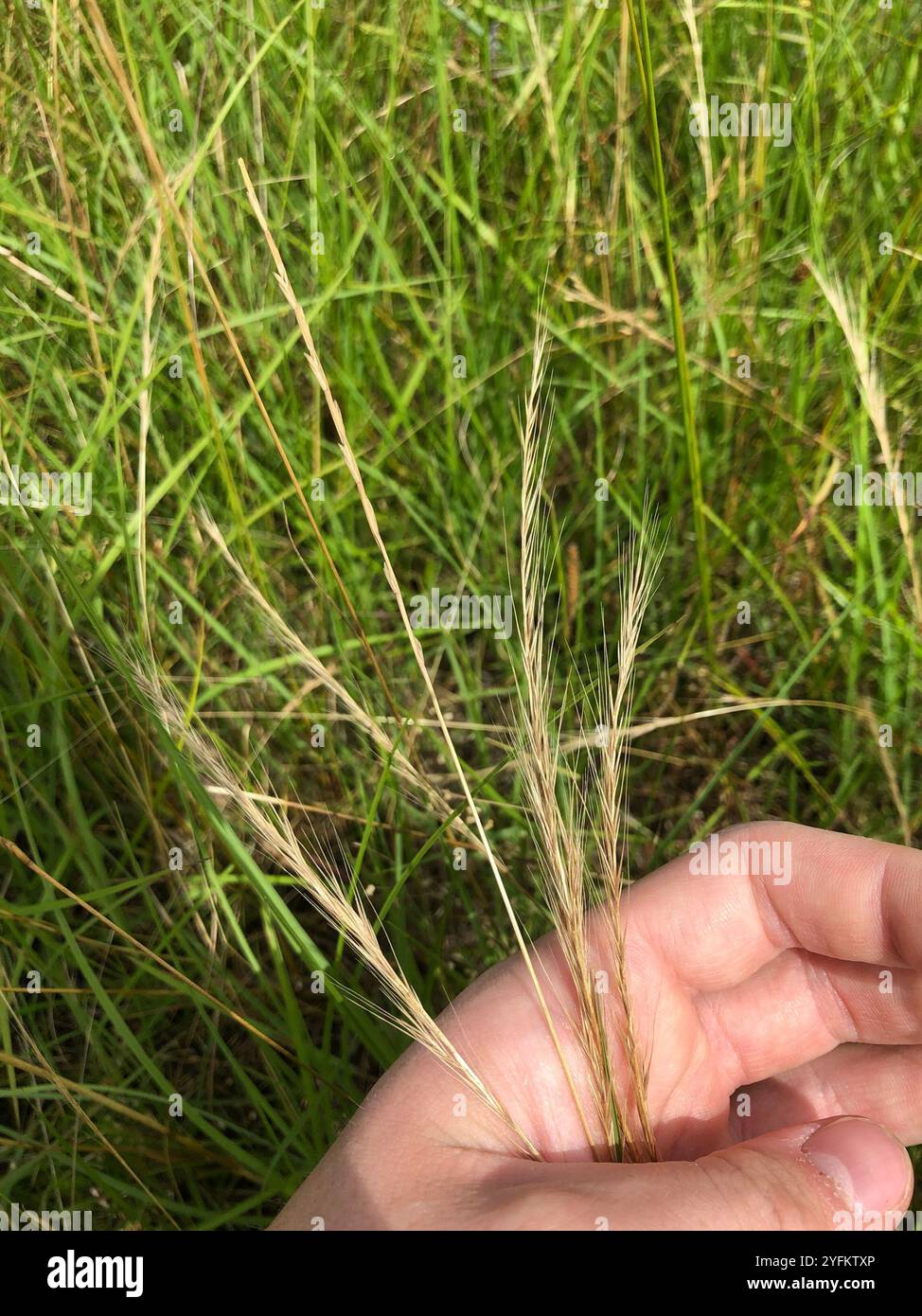 rattail sixweeks grass (Festuca myuros Stock Photo - Alamy