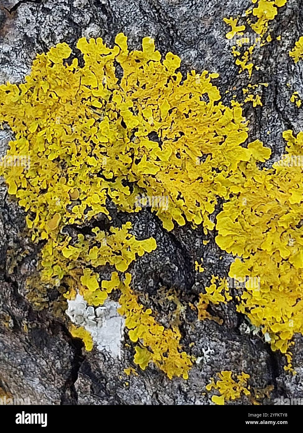 Common Sunburst Lichen (Xanthoria parietina Stock Photo - Alamy