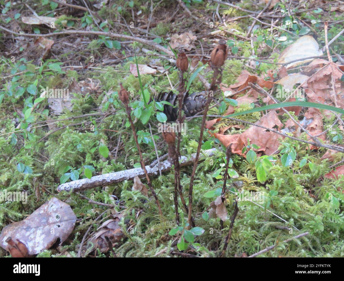 Ghost Pipe (Monotropa uniflora Stock Photo - Alamy