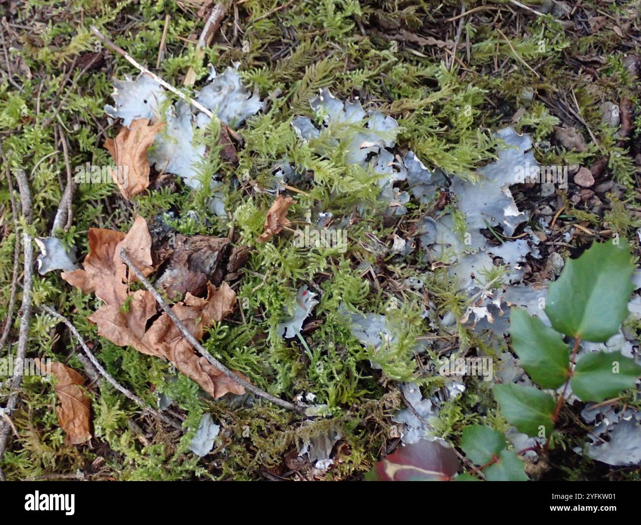 membranous pelt lichen (Peltigera membranacea Stock Photo - Alamy