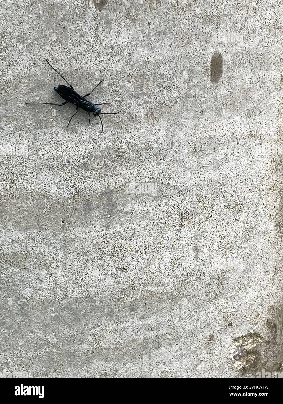 Blue mud dauber wasp hi-res stock photography and images - Alamy