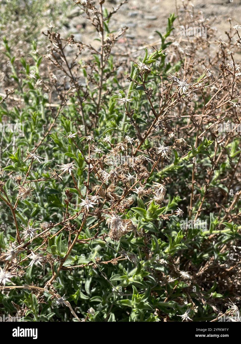 Stinkwort (Dittrichia graveolens Stock Photo - Alamy