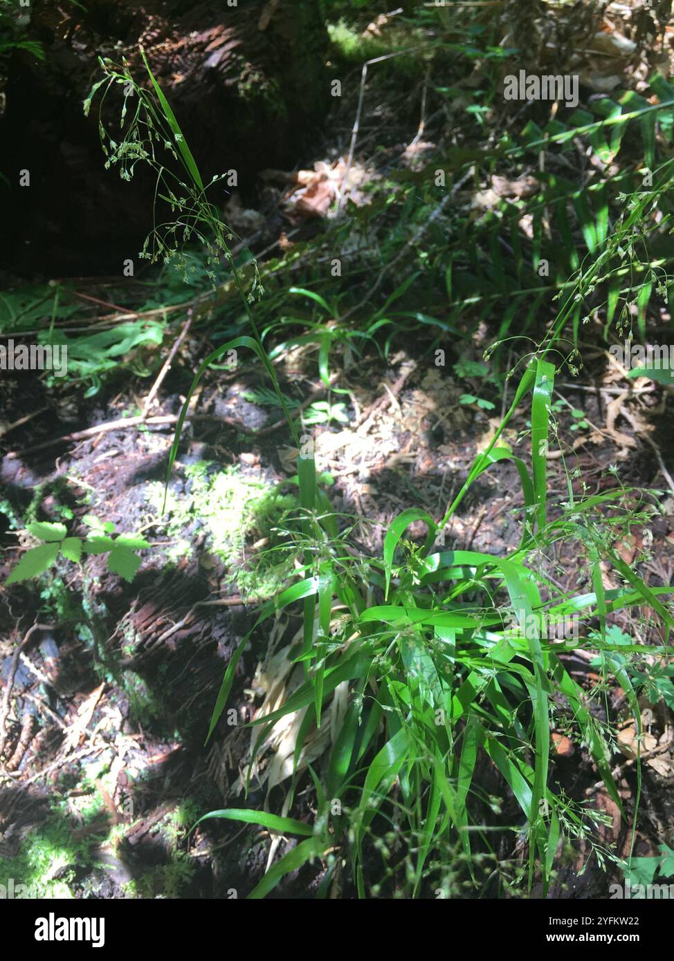 Small-flower Woodrush (Luzula parviflora Stock Photo - Alamy