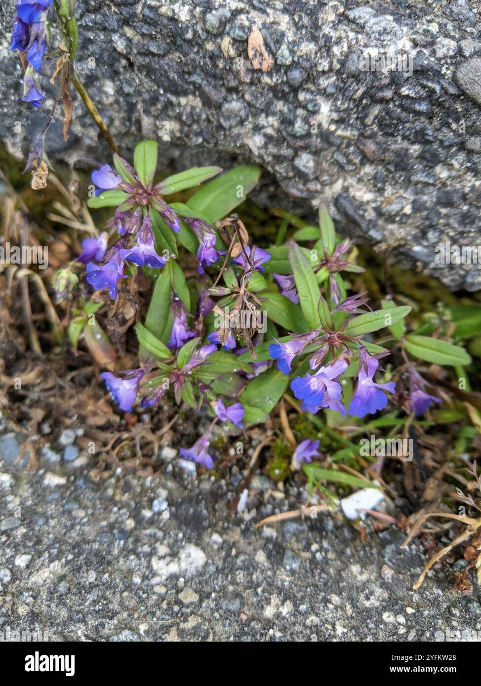 Giant Blue-eyed Mary (Collinsia grandiflora Stock Photo - Alamy
