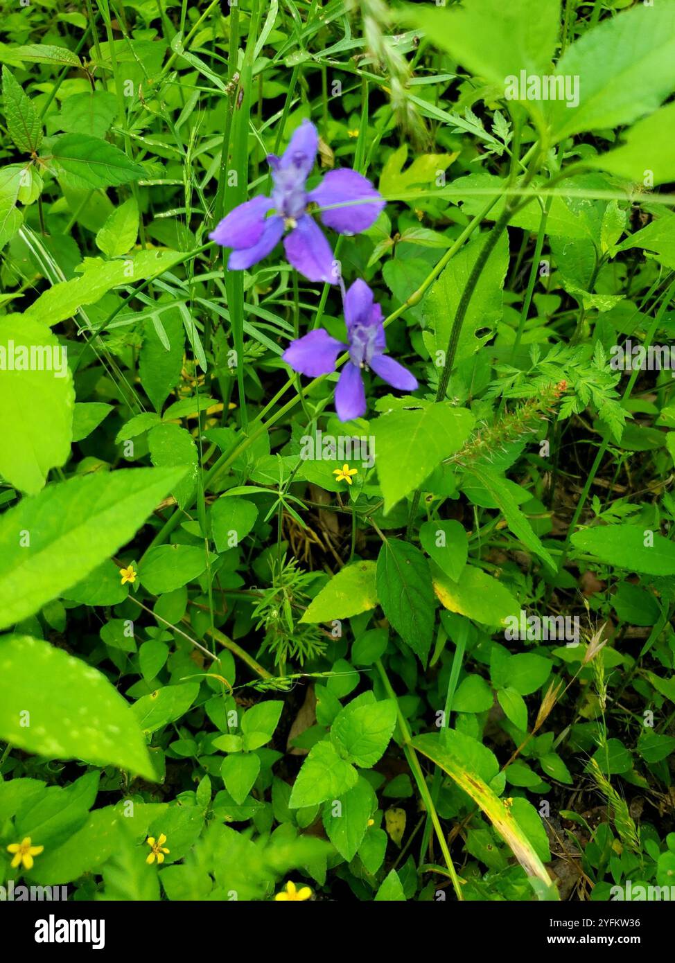 doubtful knight's-spur (Delphinium ajacis Stock Photo - Alamy