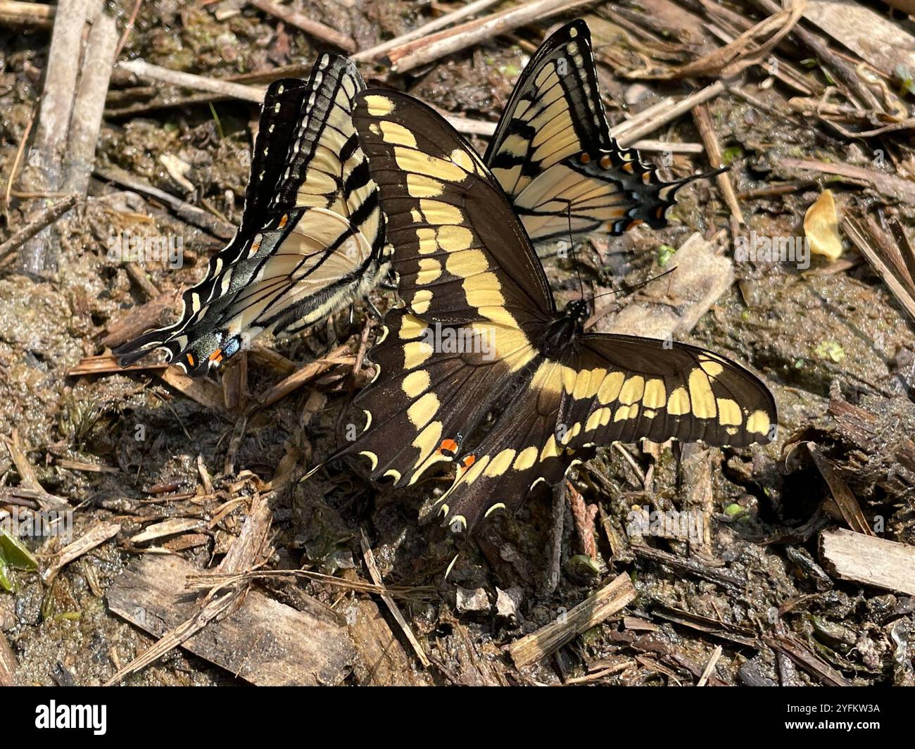 Eastern Giant Swallowtail (Heraclides cresphontes Stock Photo - Alamy