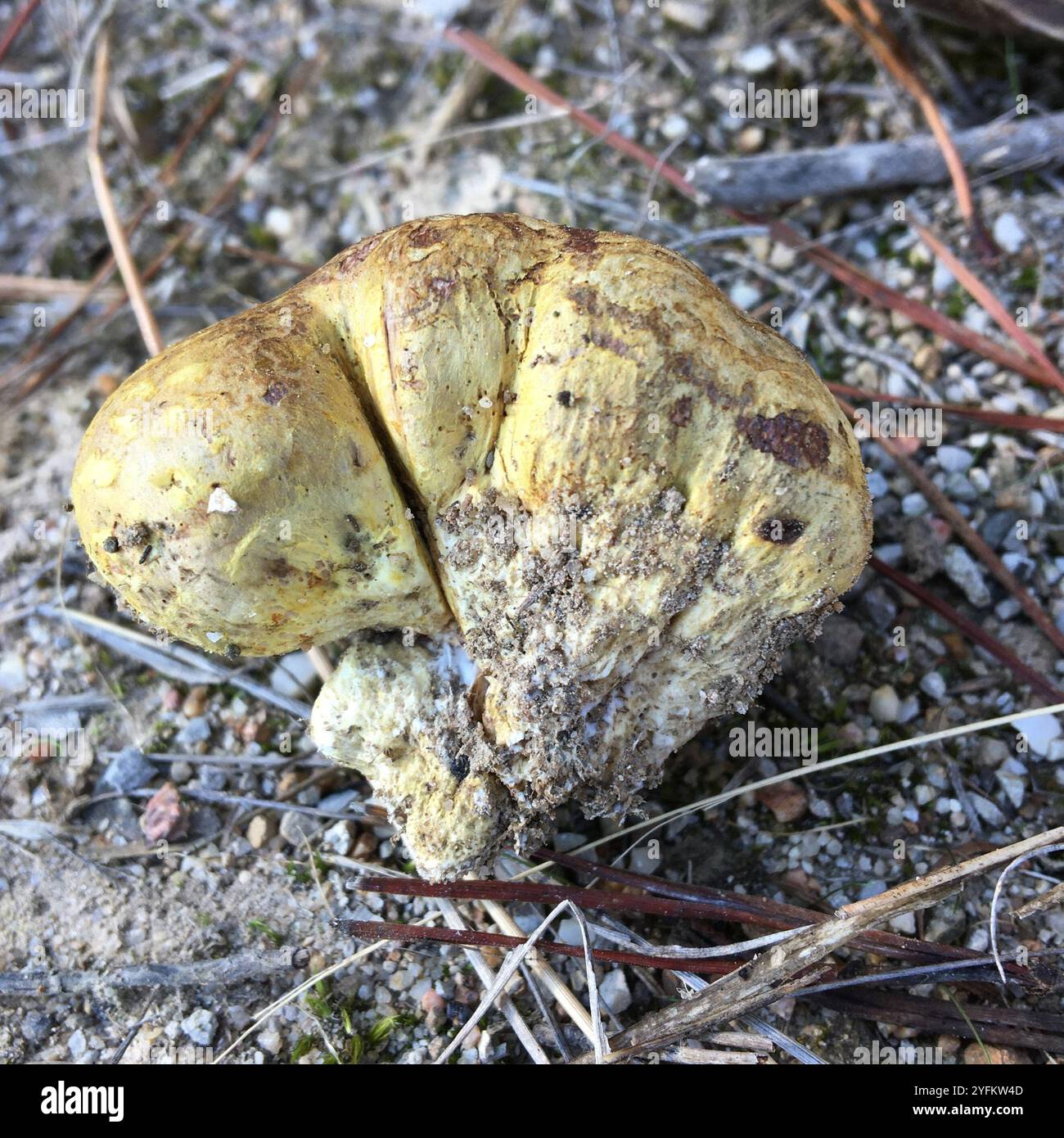 False truffle hi-res stock photography and images - Alamy