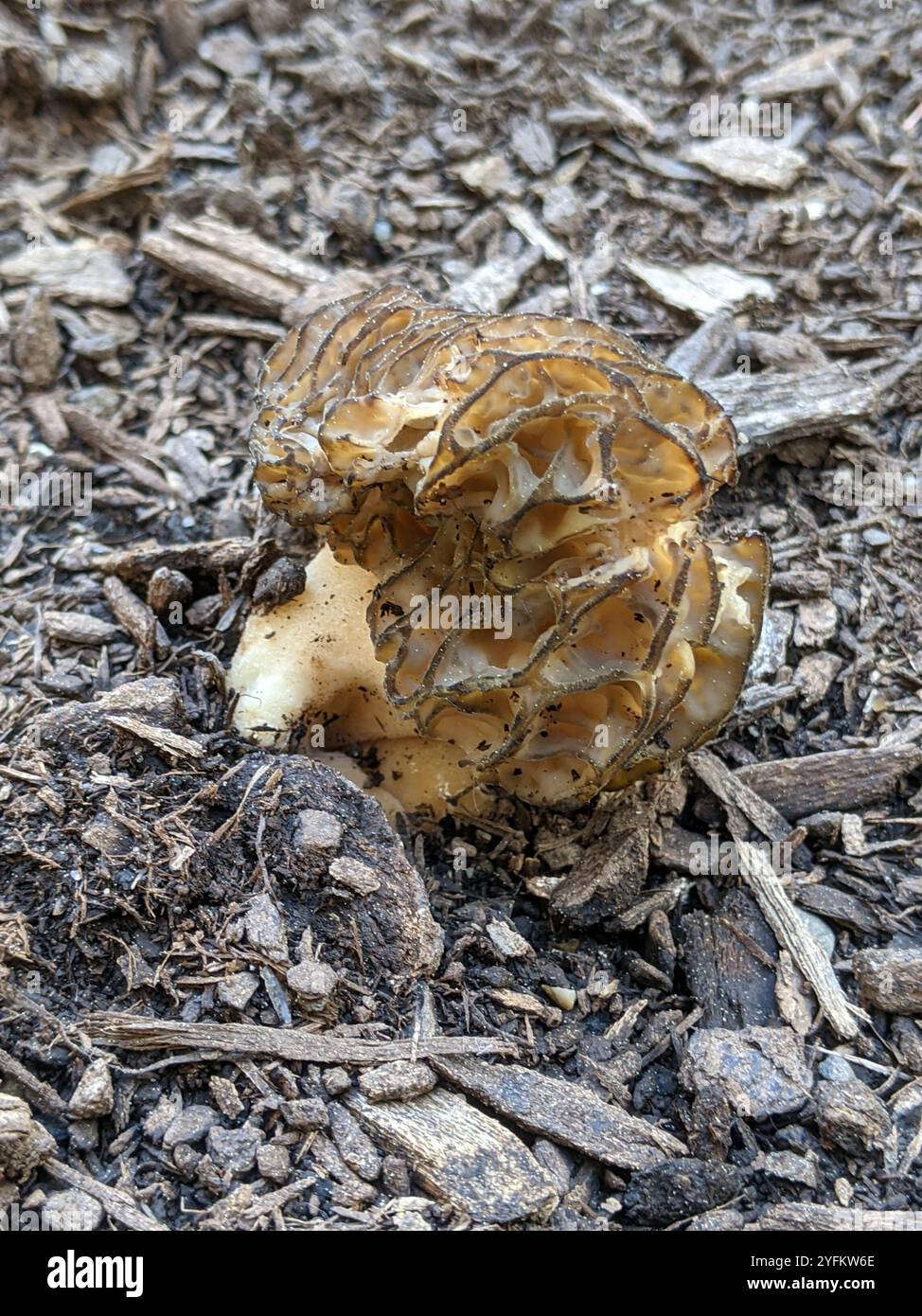 Landscaping Black Morel (Morchella importuna Stock Photo - Alamy