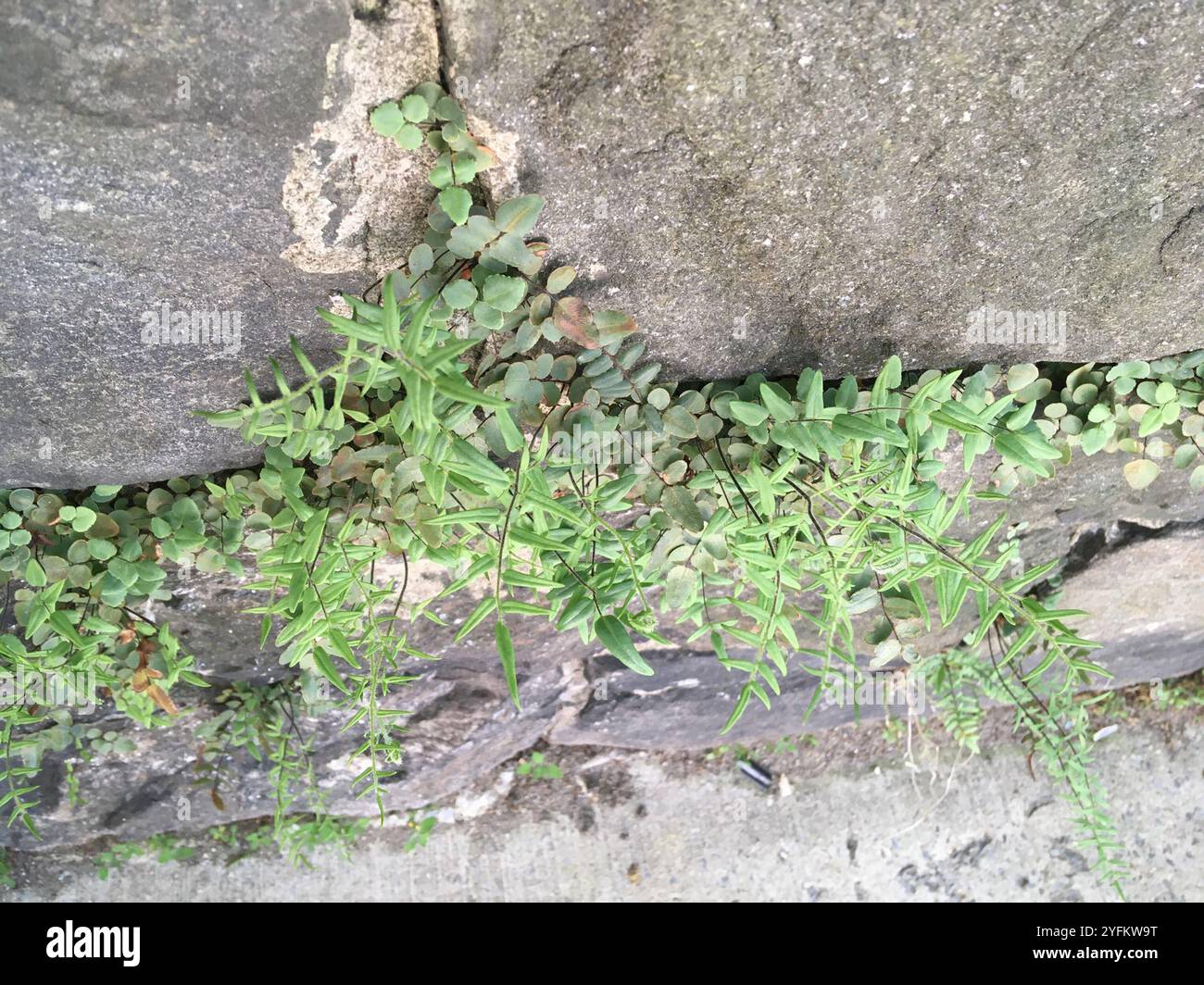 purple-stem cliffbrake (Pellaea atropurpurea Stock Photo - Alamy