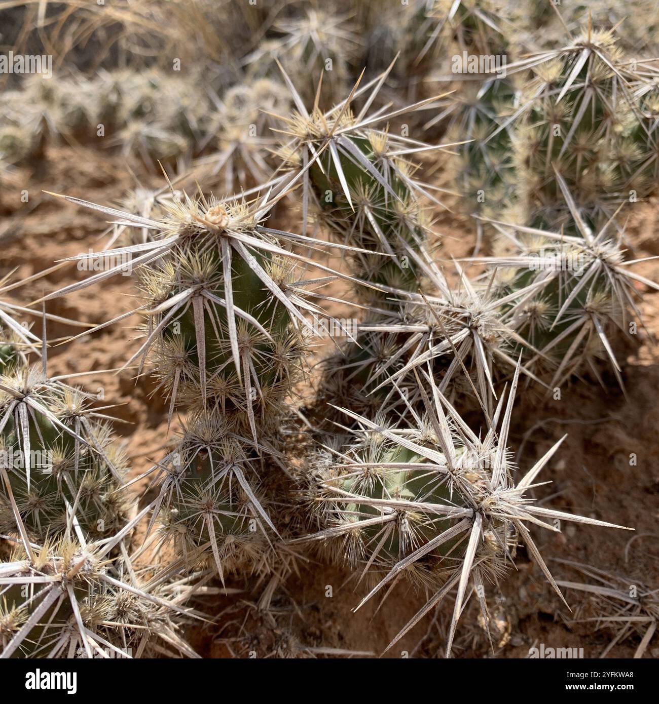 Grusonia hi-res stock photography and images - Alamy