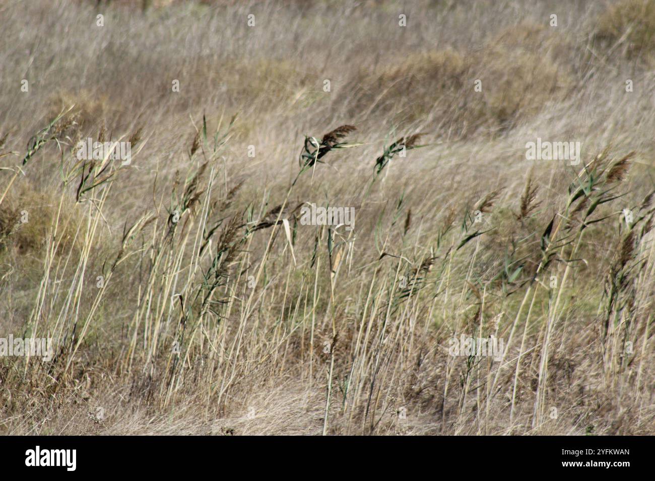common reed (Phragmites australis Stock Photo - Alamy