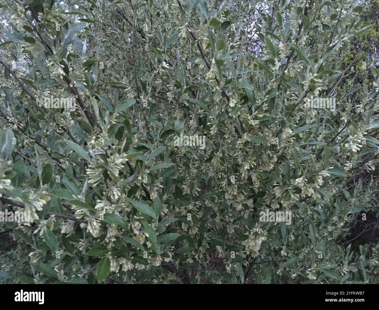 autumn olive (Elaeagnus umbellata Stock Photo - Alamy