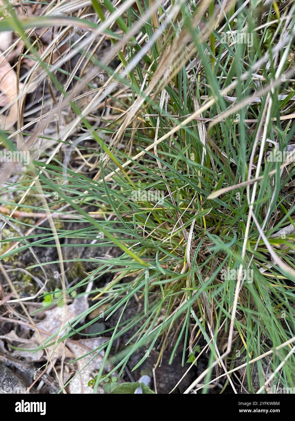 Bulbous Bluegrass (Poa bulbosa Stock Photo - Alamy
