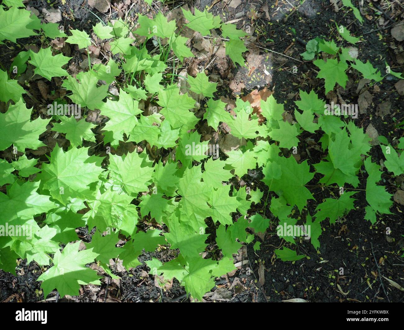 Norway maple (Acer platanoides Stock Photo - Alamy