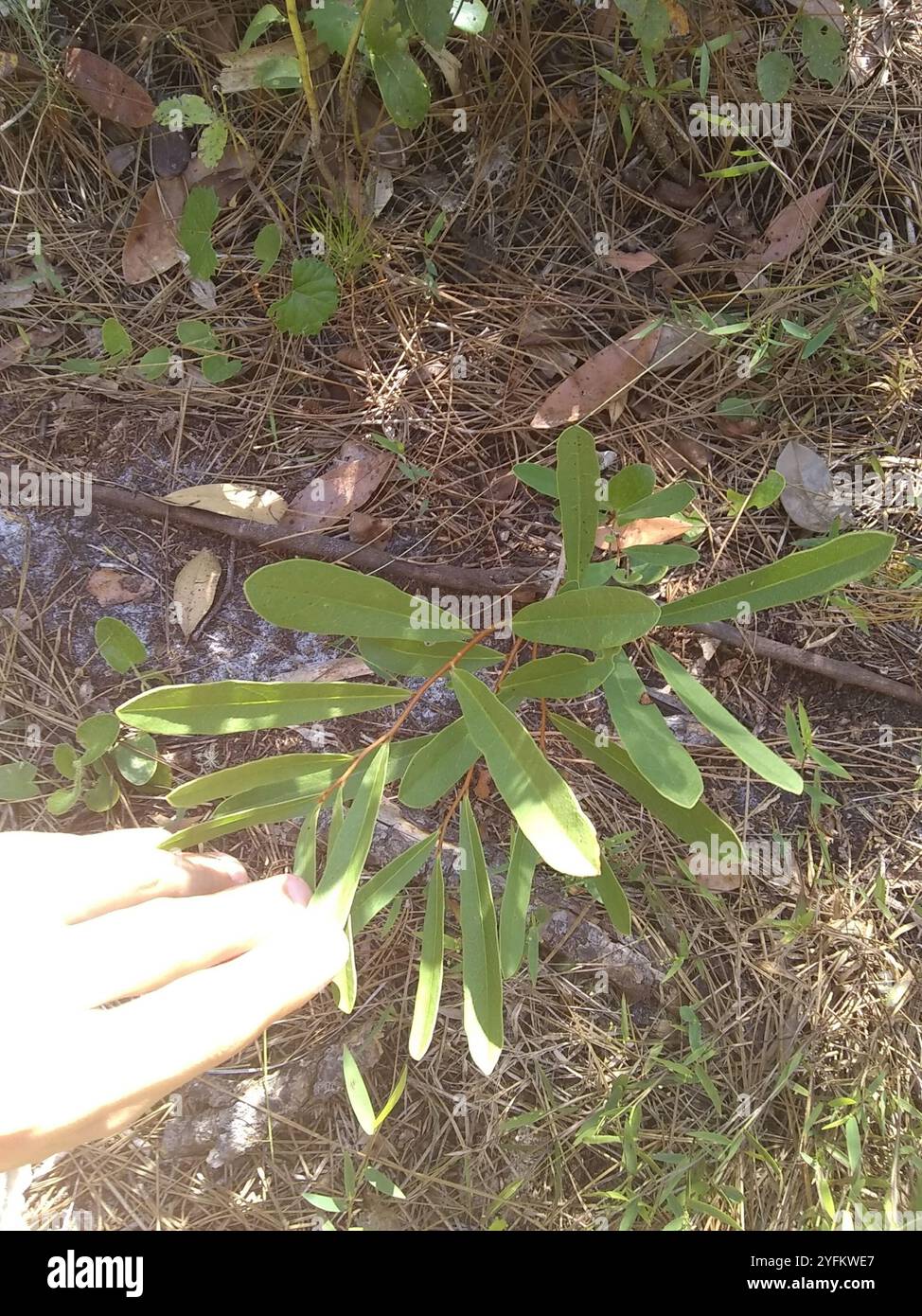 Gopher-berry (Asimina pygmea Stock Photo - Alamy