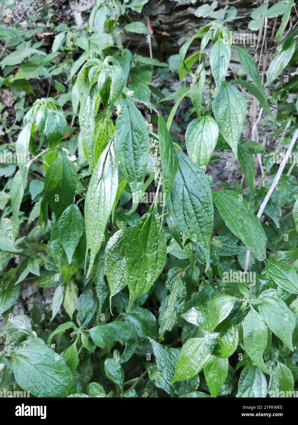 Erect Pellitory-of-the-wall (Parietaria officinalis Stock Photo - Alamy