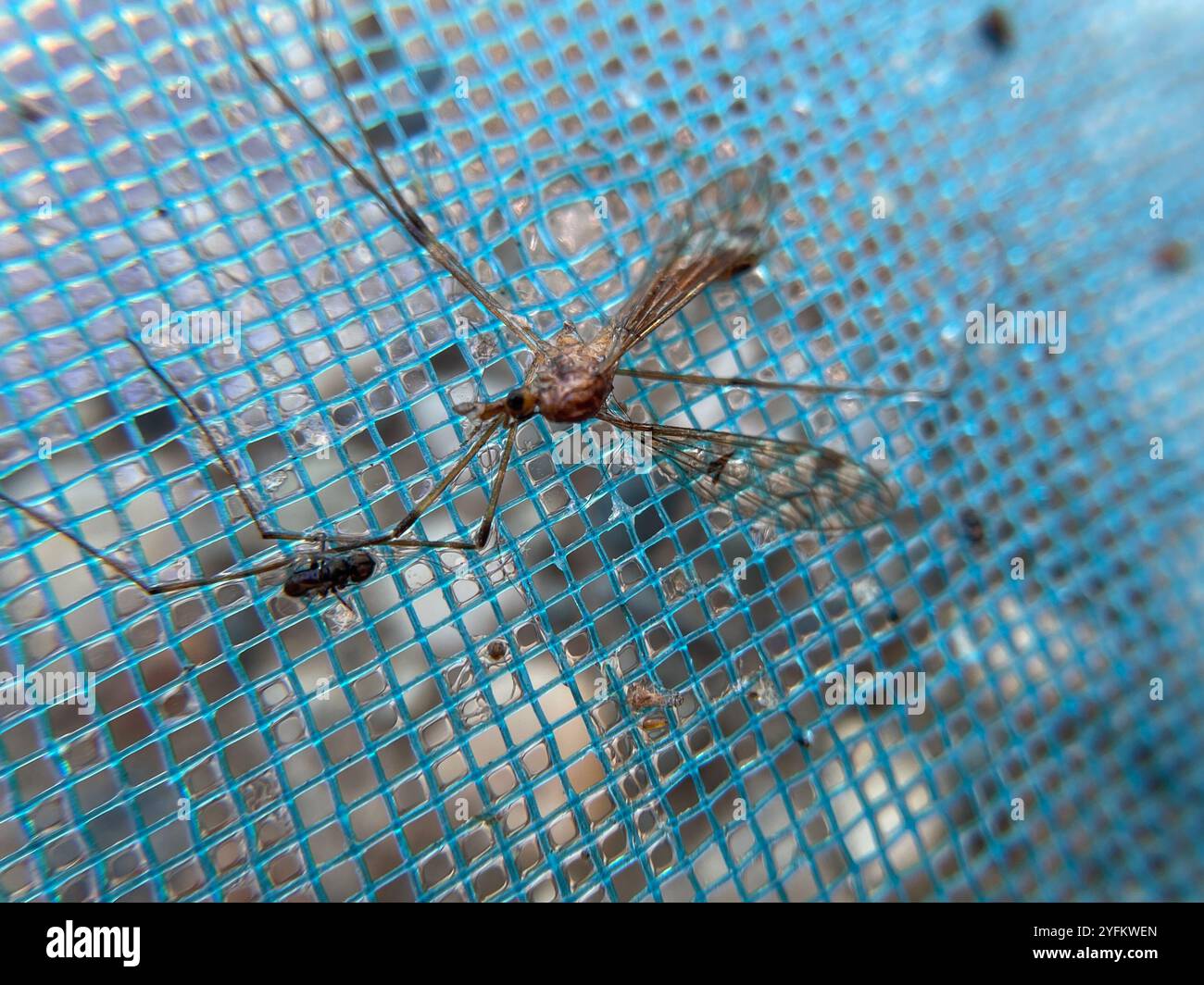 Typical Crane Flies (Tipuloidea Stock Photo - Alamy