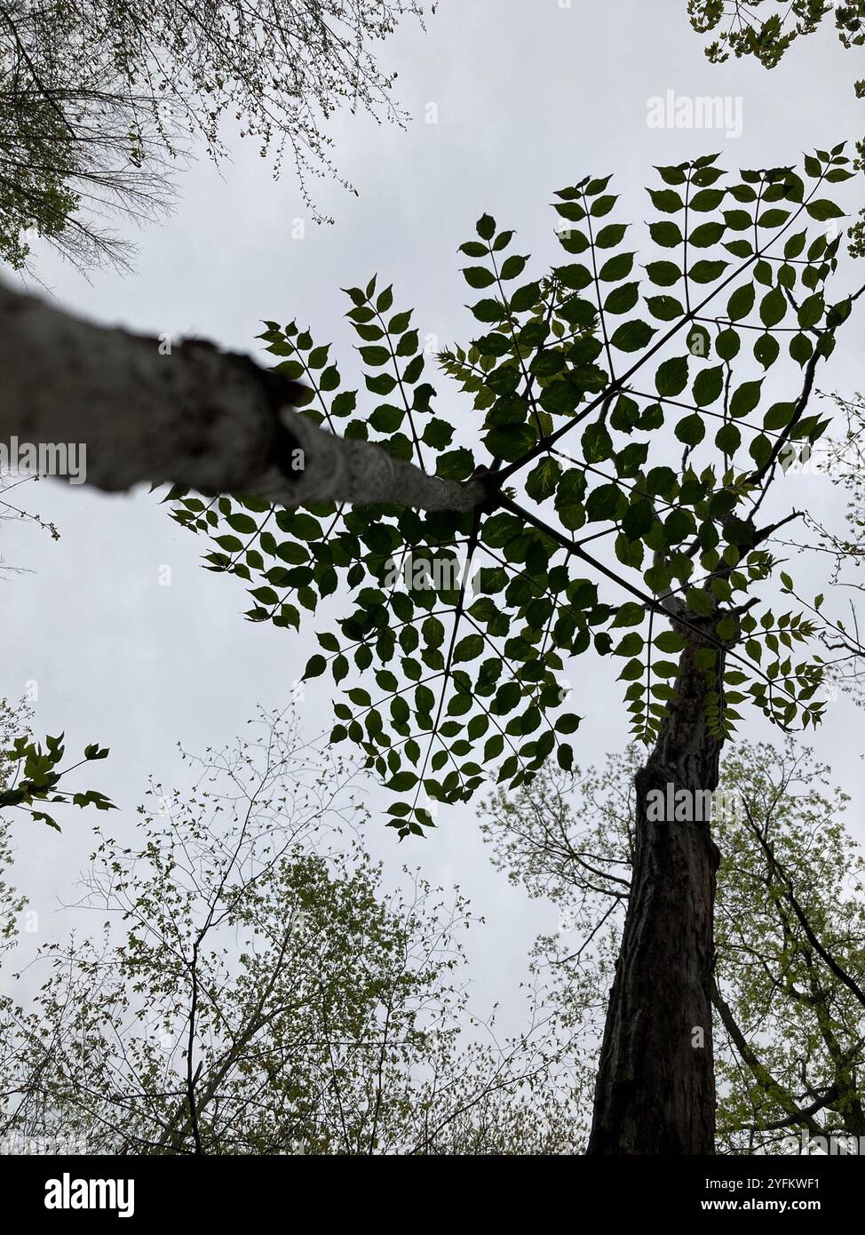 Japanese angelica tree (Aralia elata Stock Photo - Alamy
