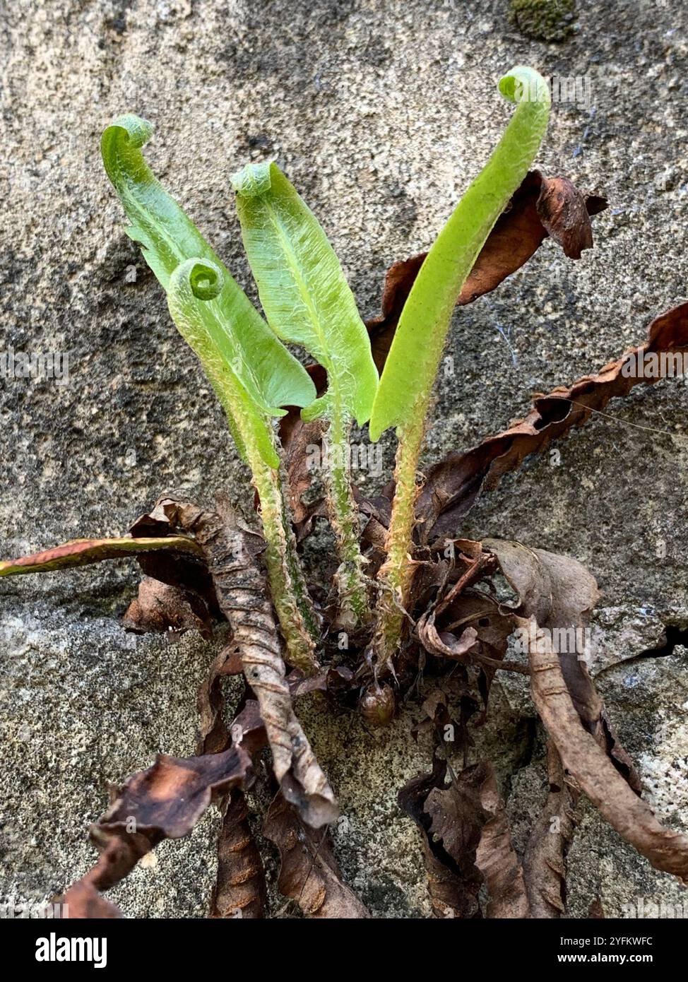 Hart's-tongue fern (Asplenium scolopendrium Stock Photo - Alamy