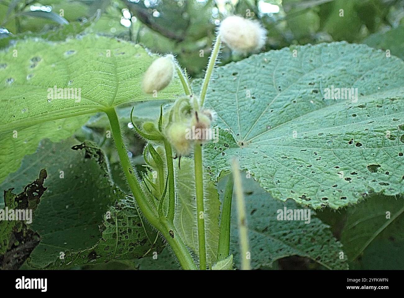 African hemp sparrmannia africana hi-res stock photography and images ...