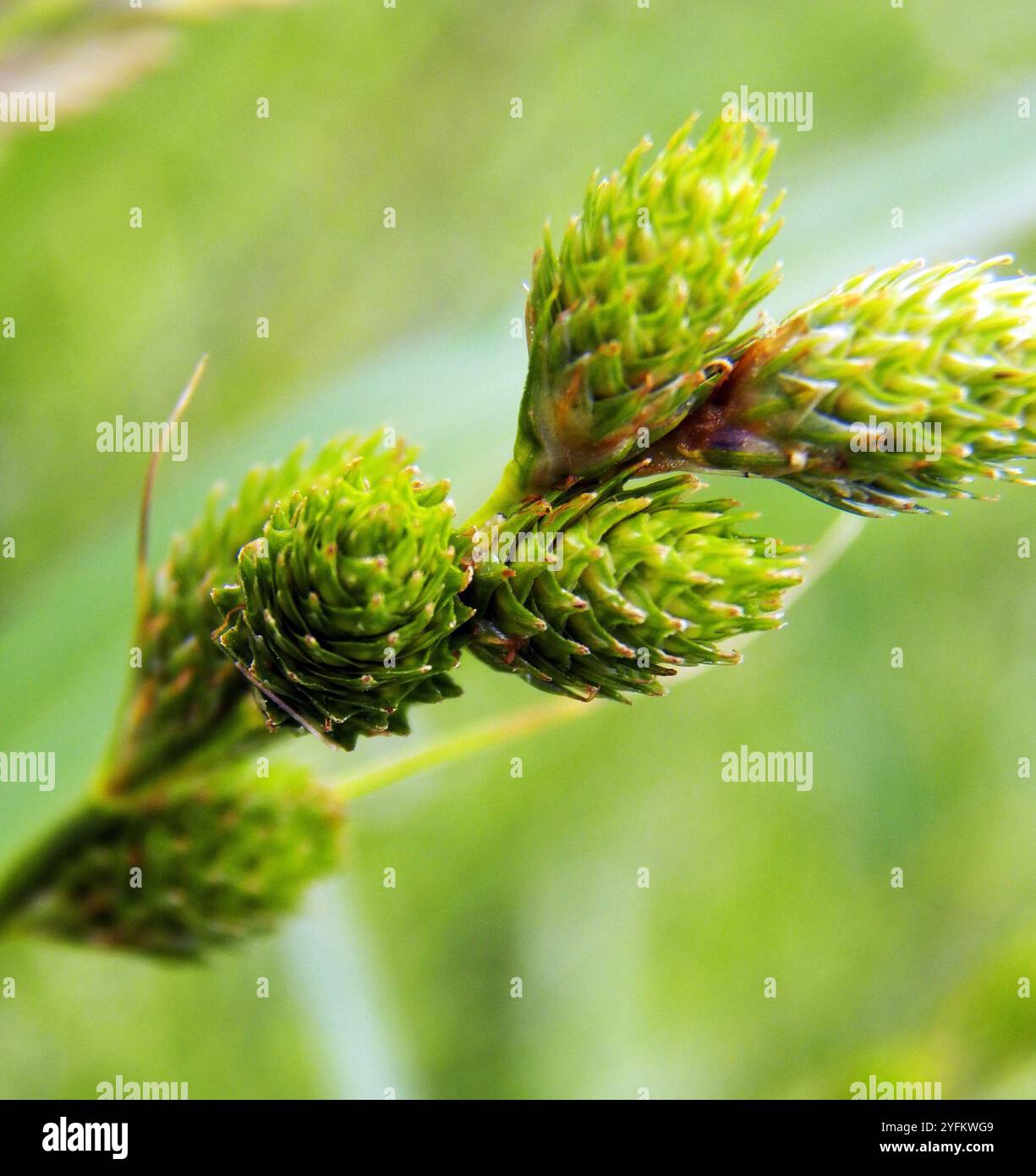 blunt broom sedge (Carex tribuloides Stock Photo - Alamy