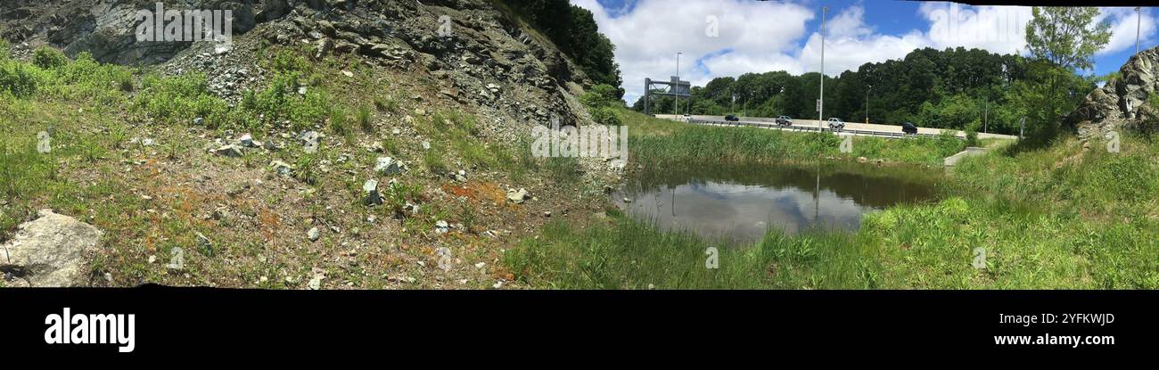 Bonfire moss (Funaria hygrometrica Stock Photo - Alamy