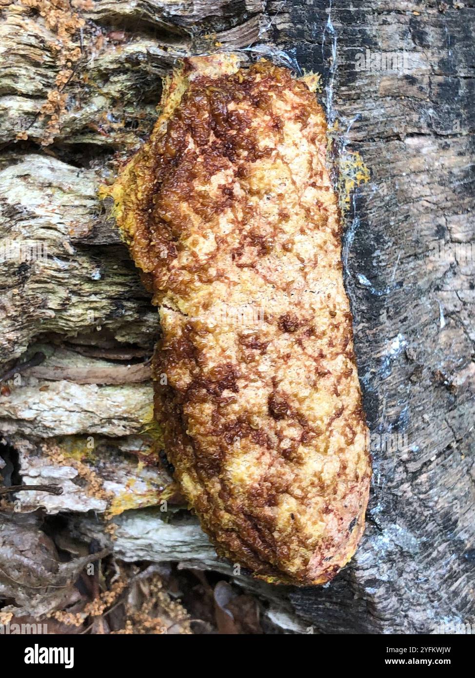 Dog Vomit Slime Mold (Fuligo septica Stock Photo - Alamy