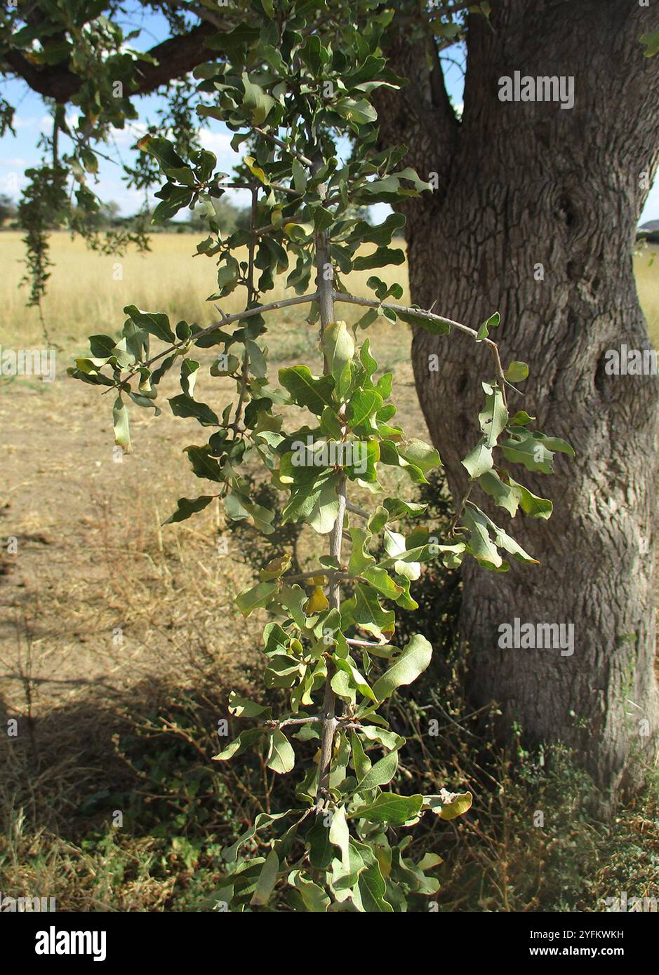 Combretum imberbe leadwood hi-res stock photography and images - Alamy