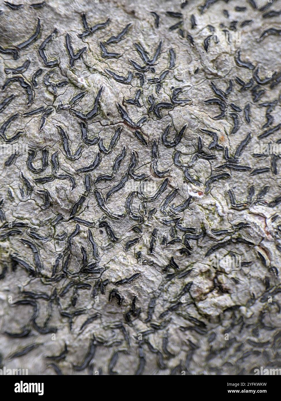 Common Script Lichen (Graphis scripta Stock Photo - Alamy