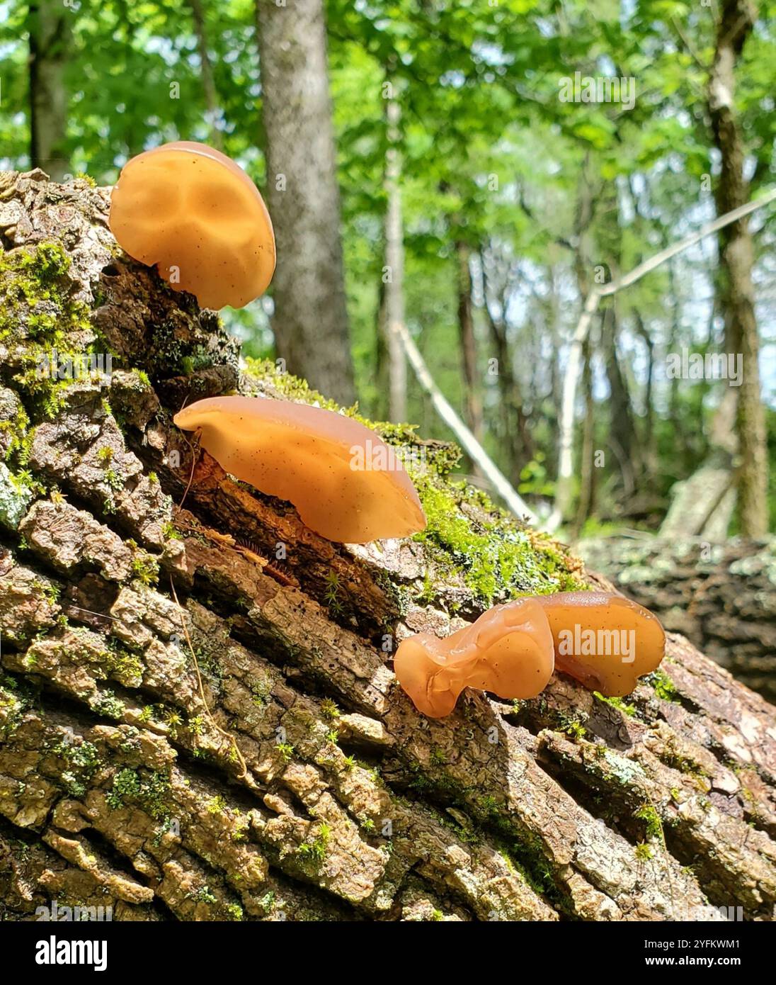 Jelly Tree Ear (Auricularia americana Stock Photo - Alamy