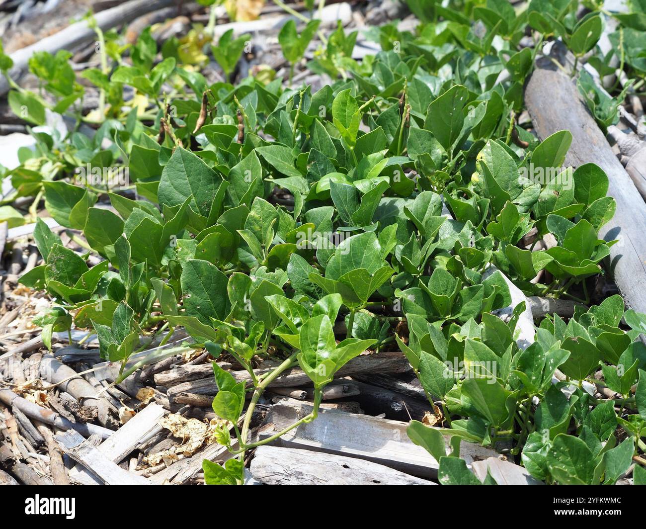 beach pea (Vigna marina Stock Photo - Alamy