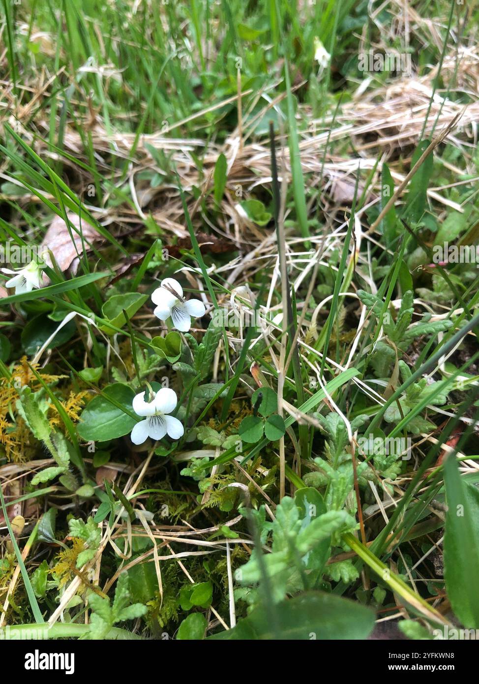 northern white violet (Viola minuscula Stock Photo - Alamy