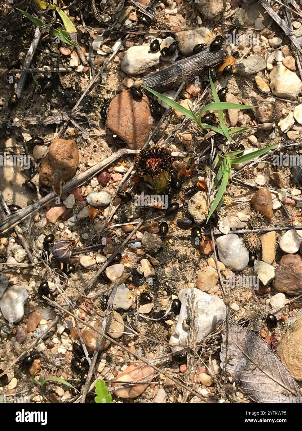 Phaedon hi-res stock photography and images - Alamy