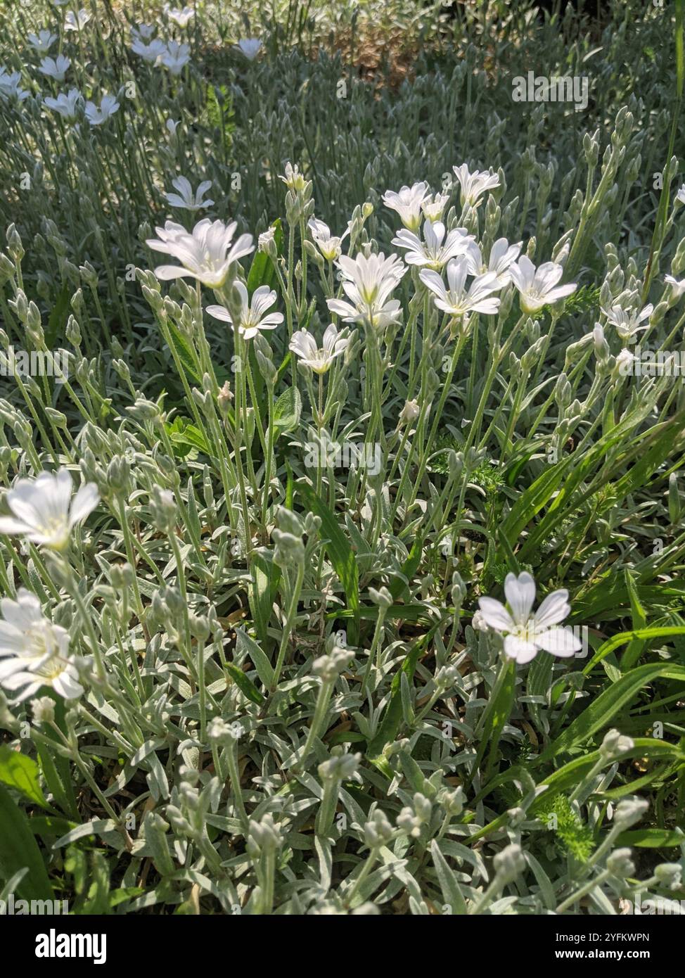 Snow-in-summer (Cerastium tomentosum Stock Photo - Alamy
