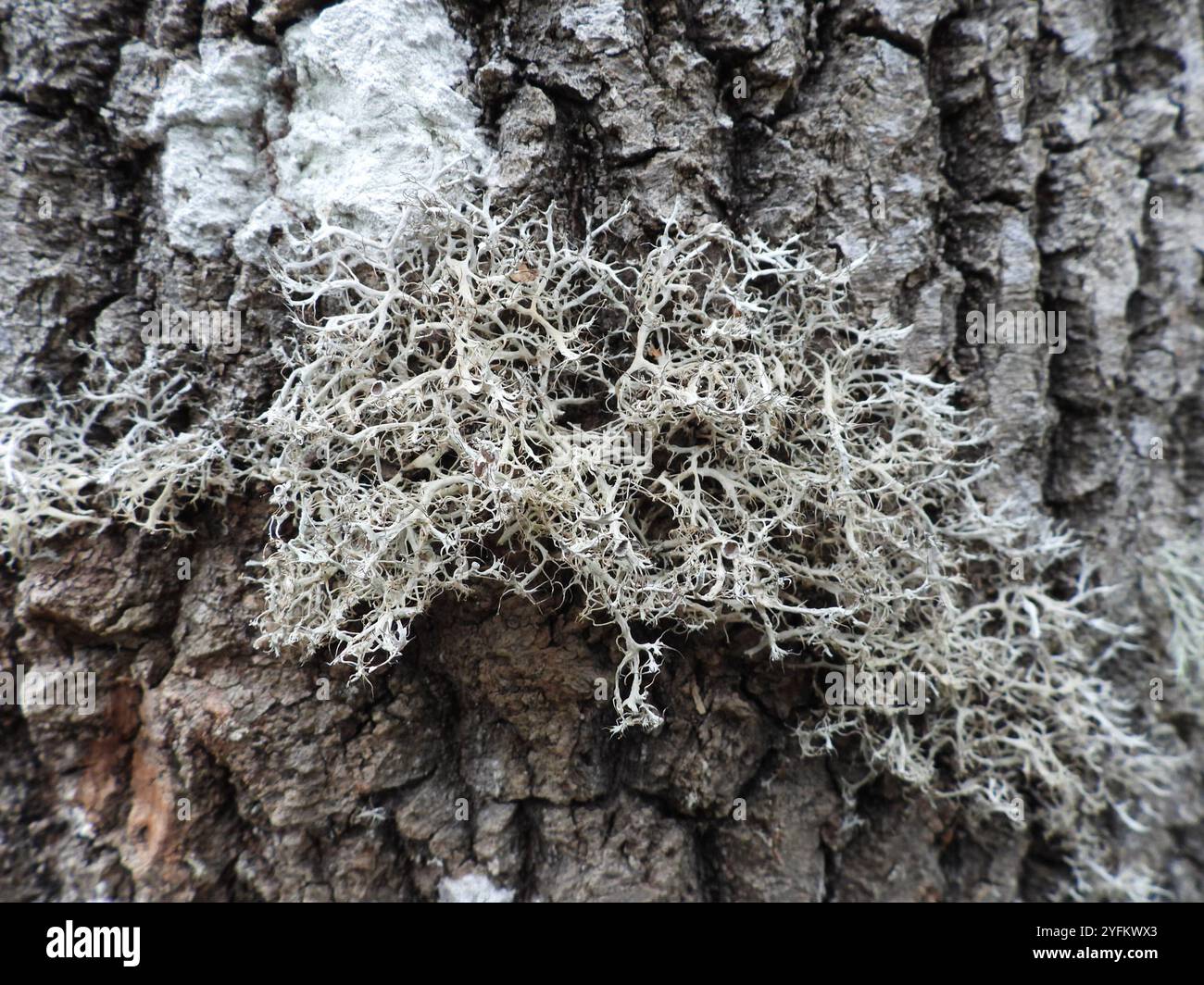 Anaptychia ciliaris hi-res stock photography and images - Alamy