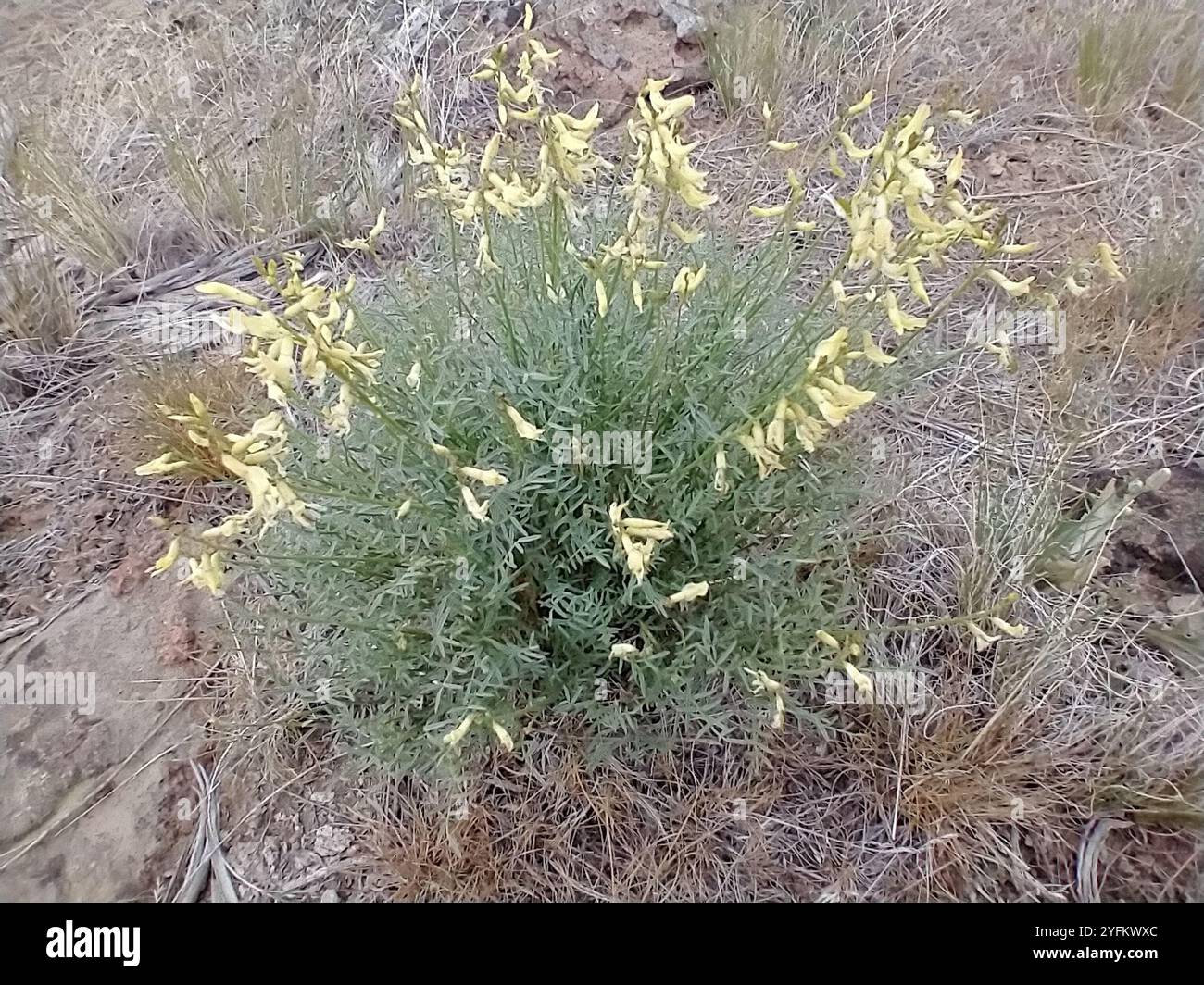 basalt milkvetch (Astragalus filipes Stock Photo - Alamy