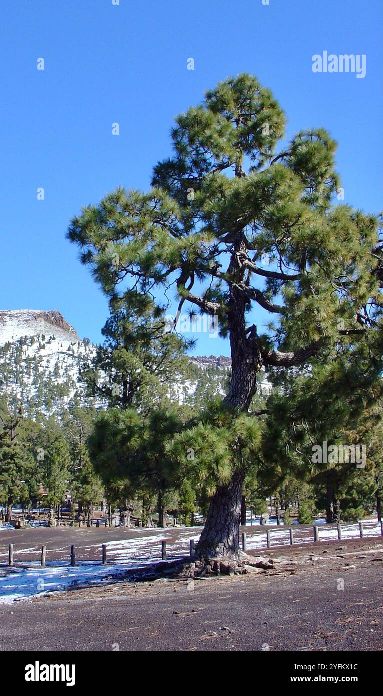 Canary Island pine (Pinus canariensis Stock Photo - Alamy