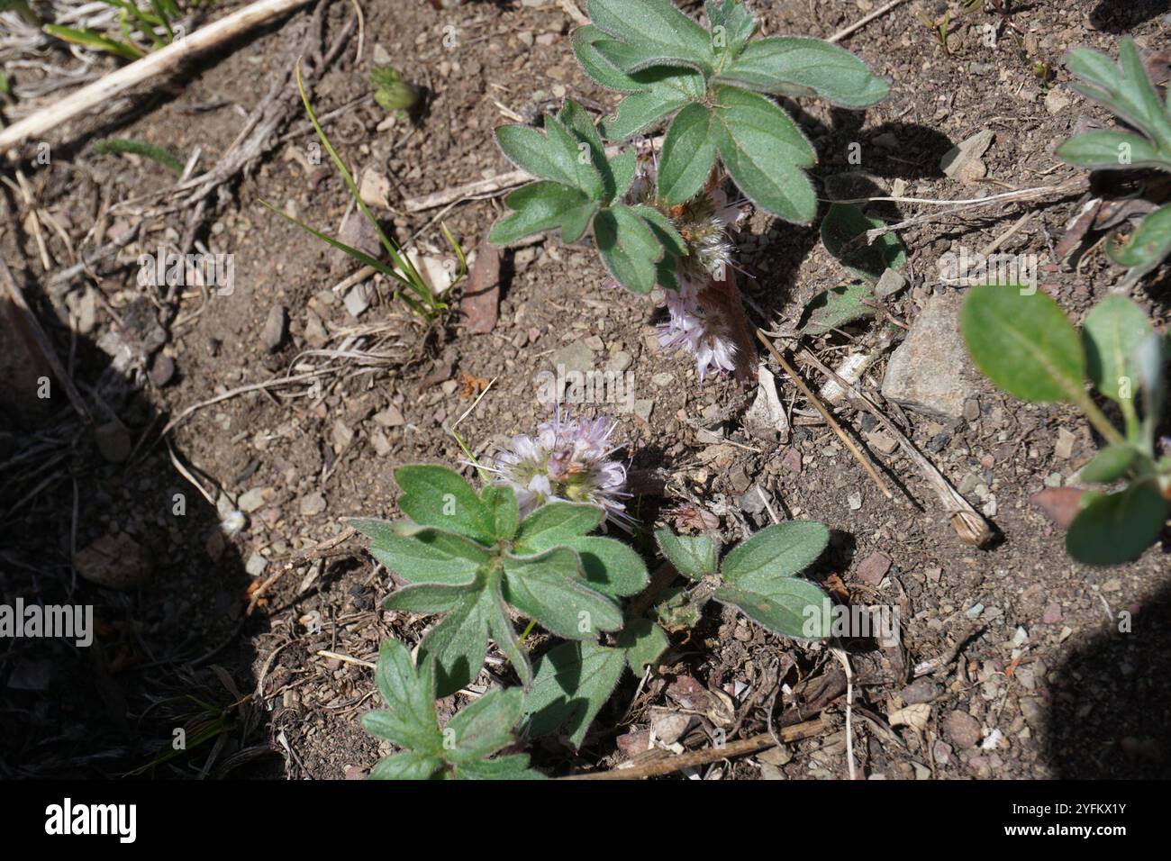 ballhead waterleaf (Hydrophyllum capitatum Stock Photo - Alamy