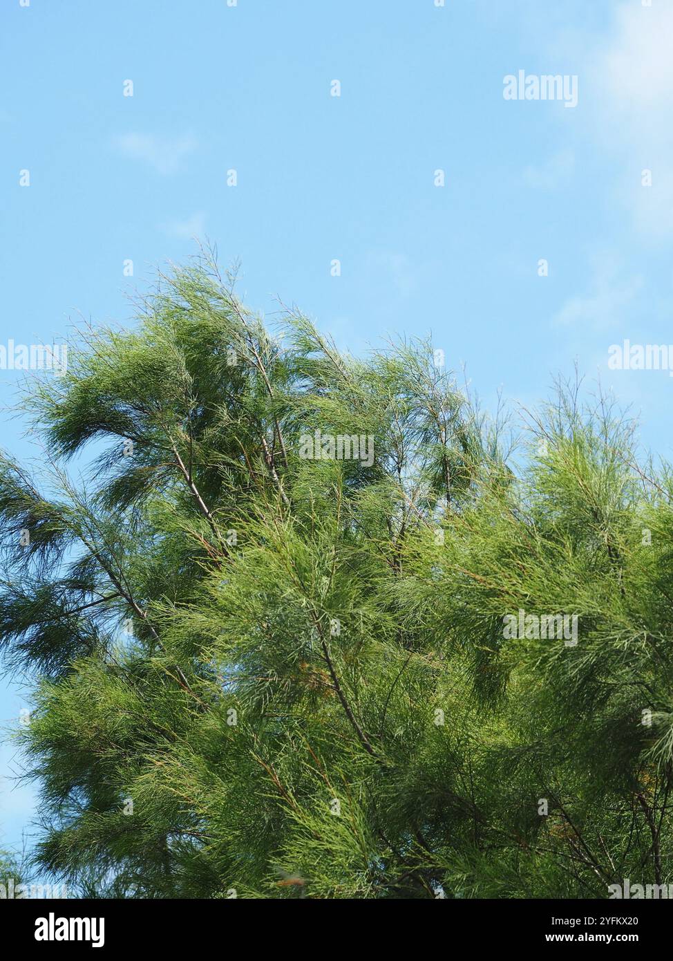 Athel hi-res stock photography and images - Alamy