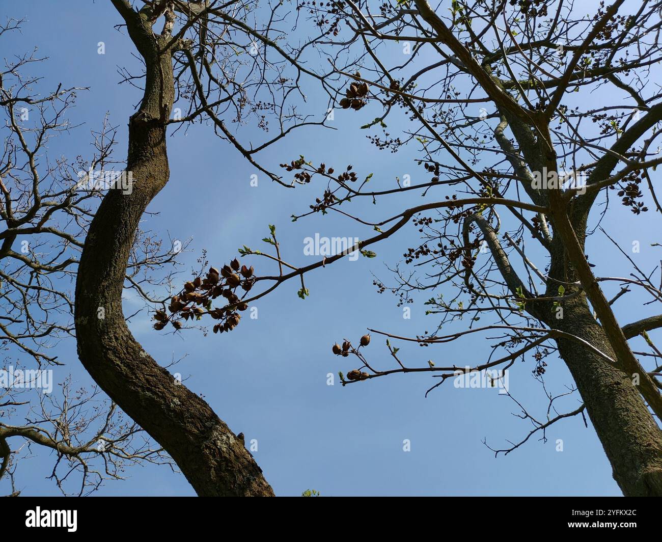 princess tree (Paulownia tomentosa Stock Photo - Alamy