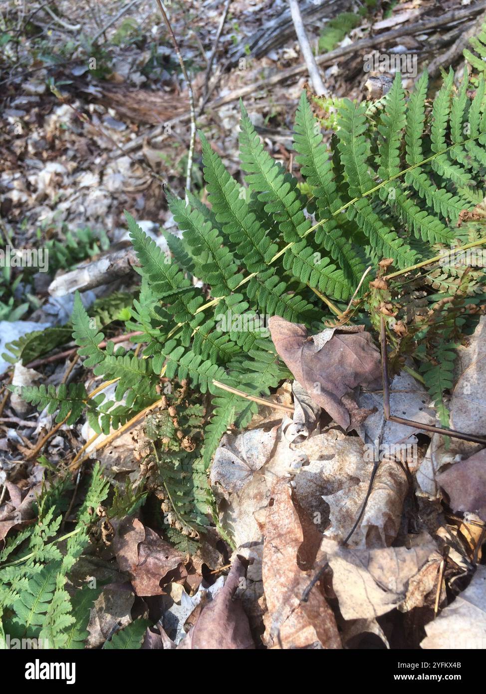 marginal wood fern (Dryopteris marginalis Stock Photo - Alamy