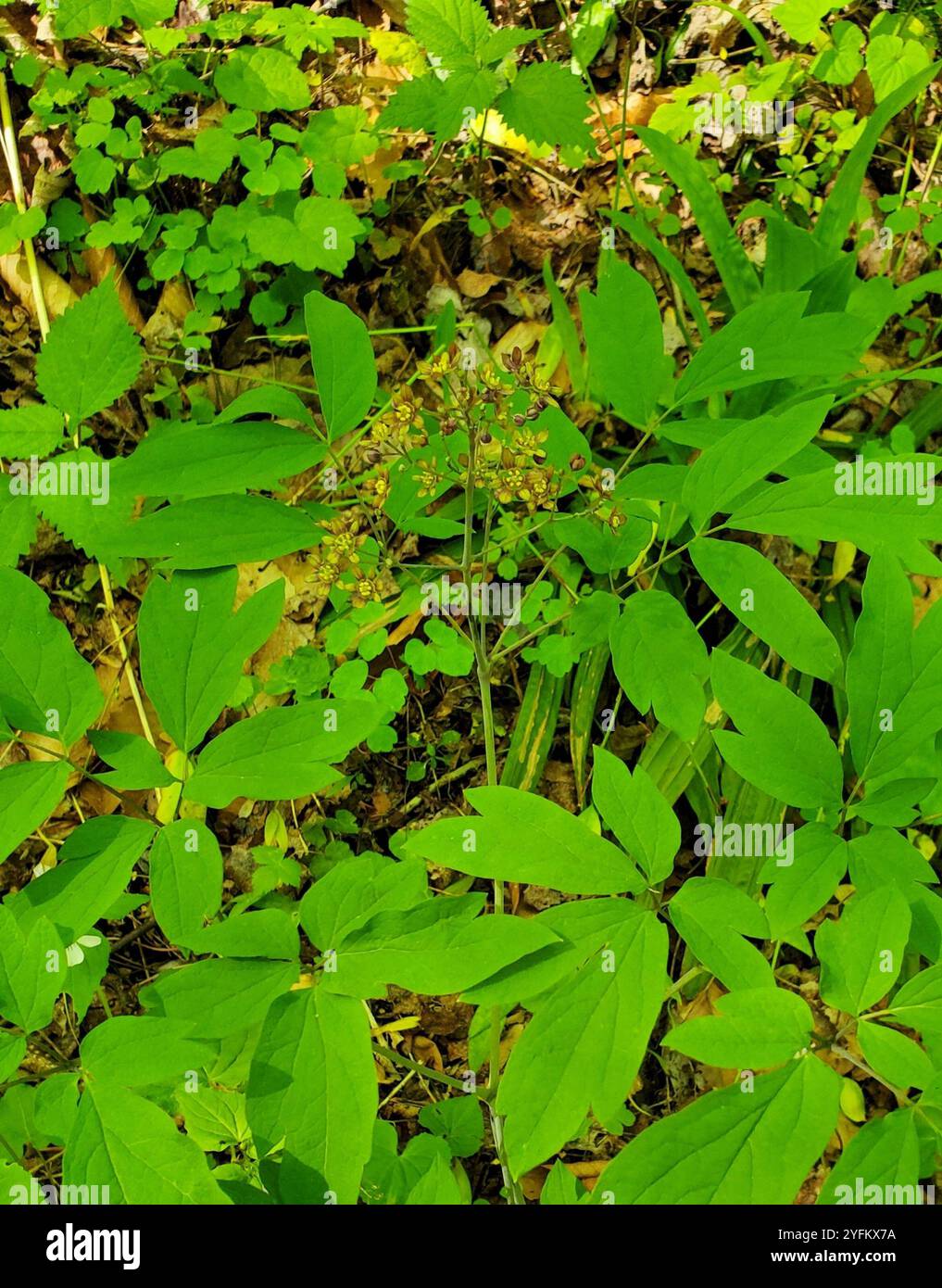 blue cohosh (Caulophyllum thalictroides Stock Photo - Alamy